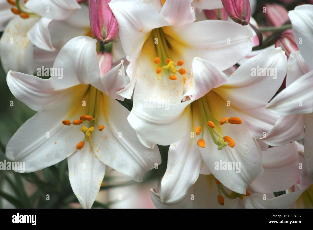White lilies lily hi-res stock photography and images - Alamy