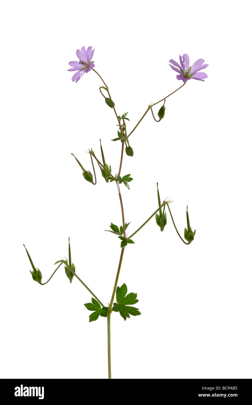 Geranium rozanne flower hi-res stock photography and images - Alamy