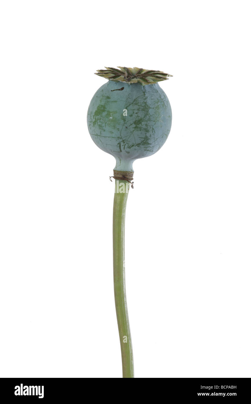 Poppy seed Head Stock Photo - Alamy