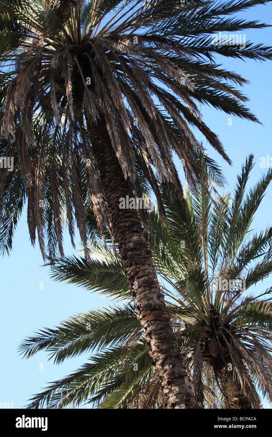 Palm trees in South Beach, Miami Stock Photo - Alamy