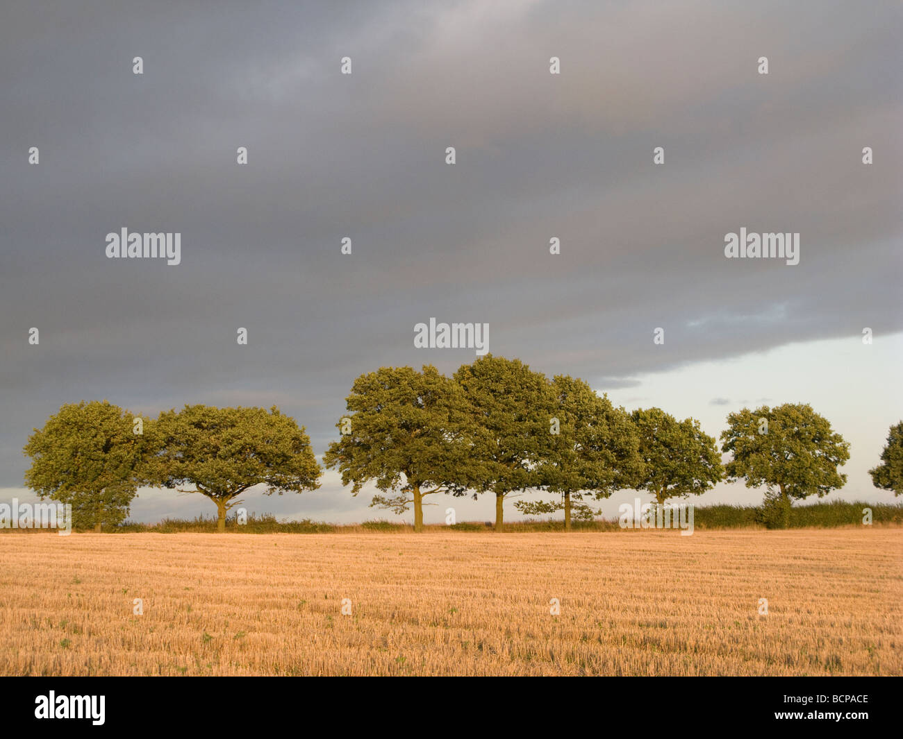Oak trees in field of crops hi-res stock photography and images - Alamy
