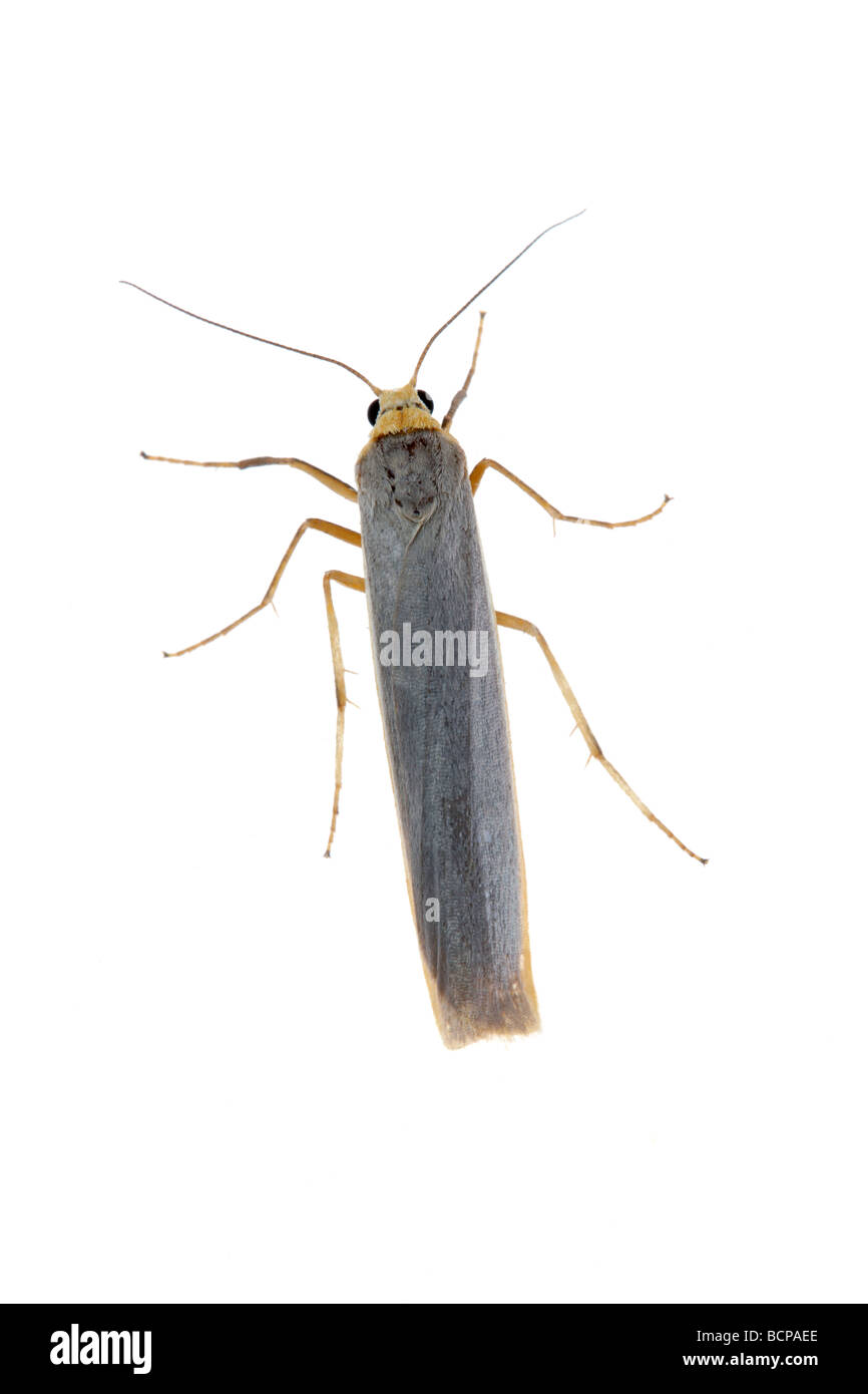 Common Footman Eilema lurideola Stock Photo - Alamy