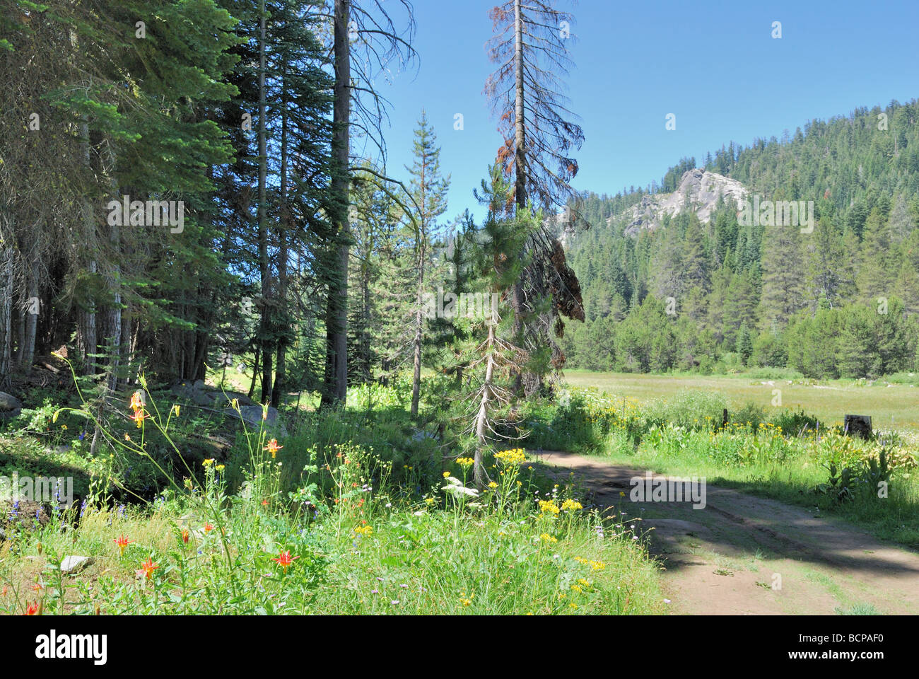 Sierra nevada wildflower hi-res stock photography and images - Alamy