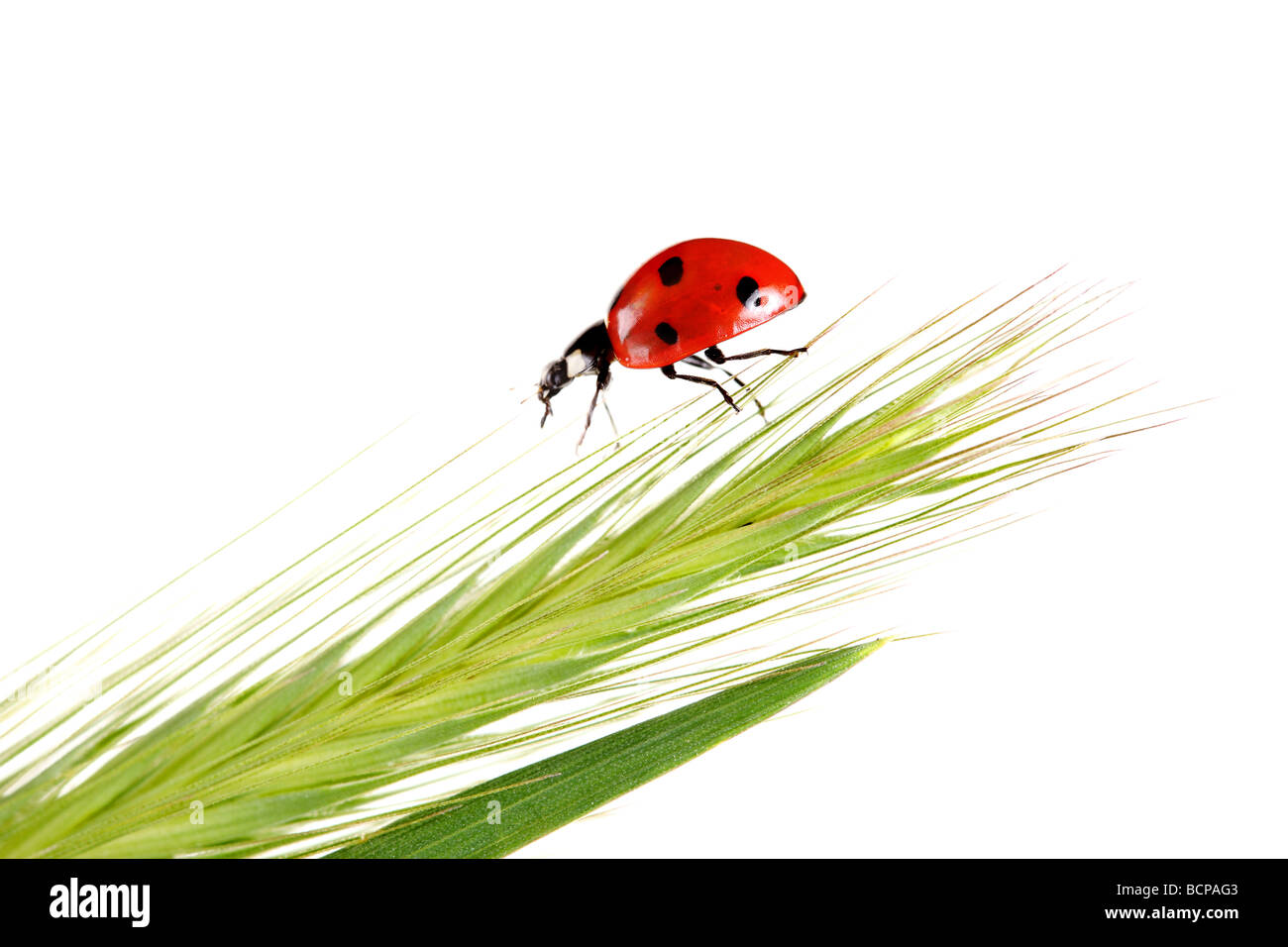 Ladybug antenna hi-res stock photography and images - Alamy
