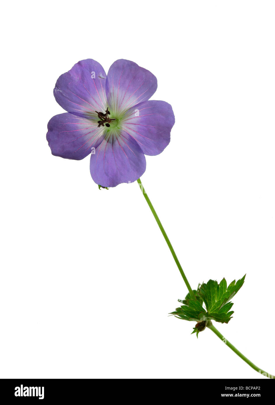 Geranium Rozanne flower Stock Photo - Alamy