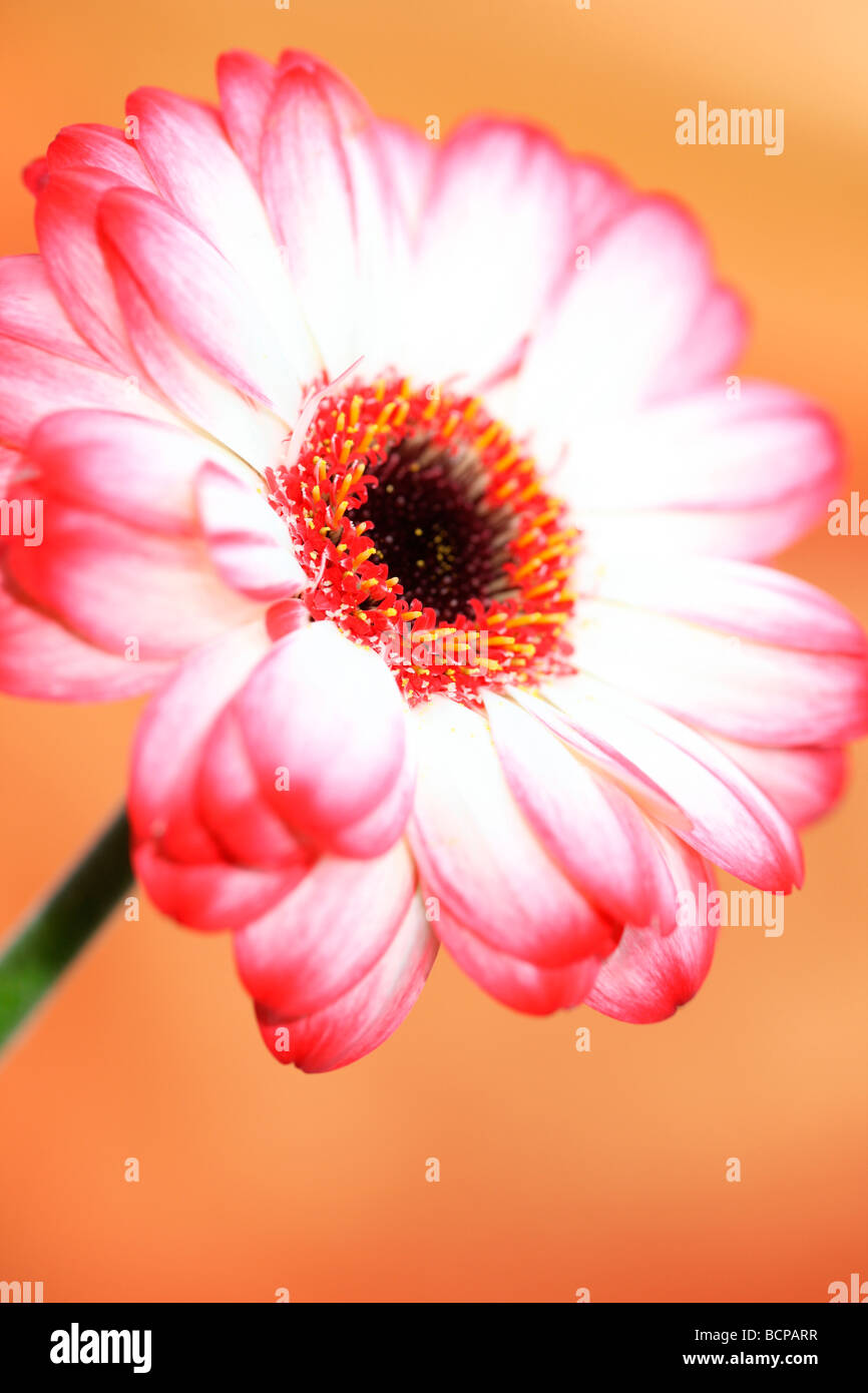 alluring gerbera fine art photography Jane Ann Butler Photography ...