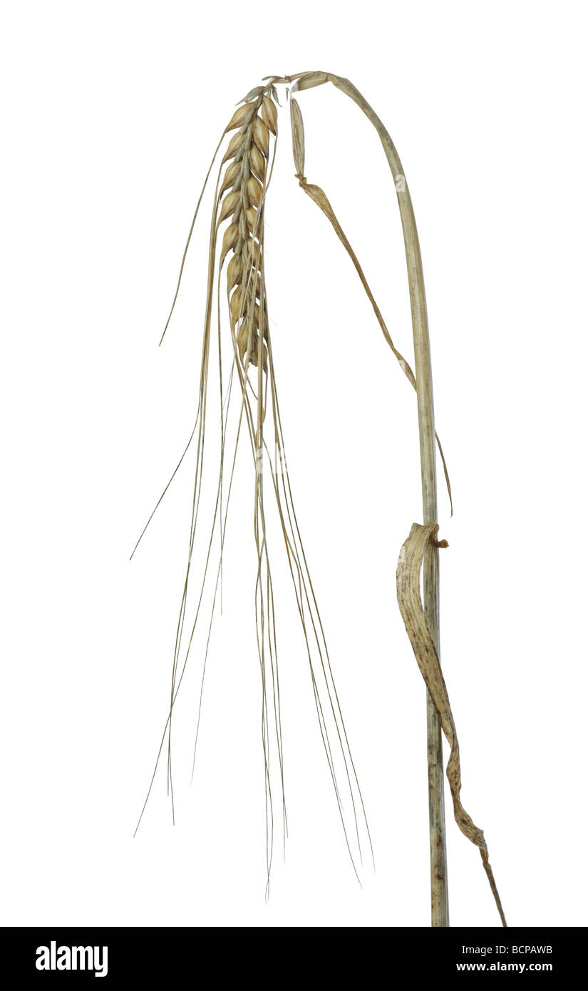 Head of barley hi-res stock photography and images - Alamy