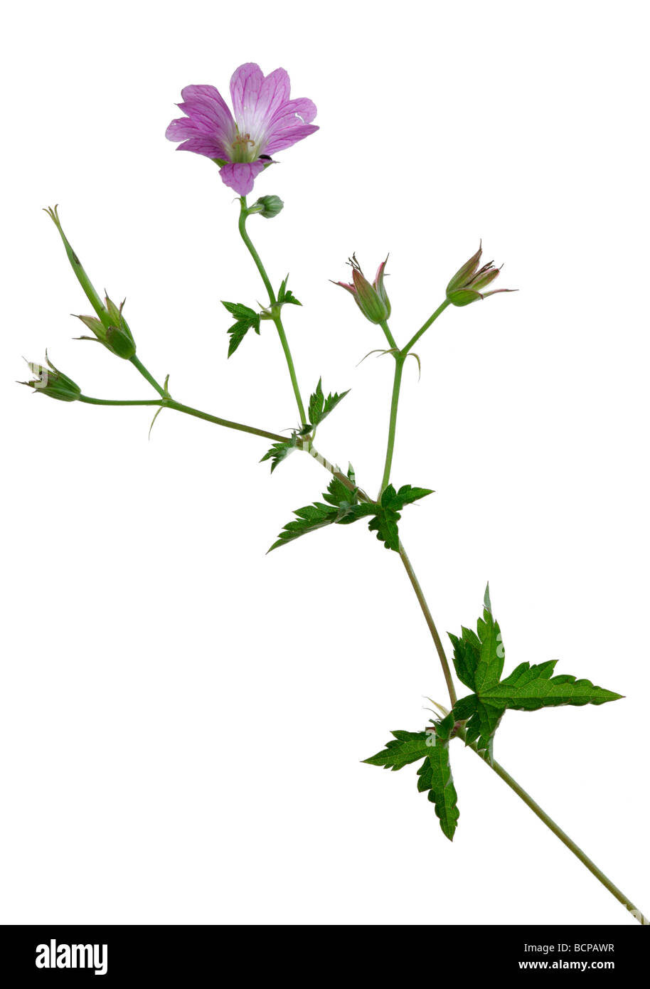 Geranium rozanne flower hi-res stock photography and images - Alamy