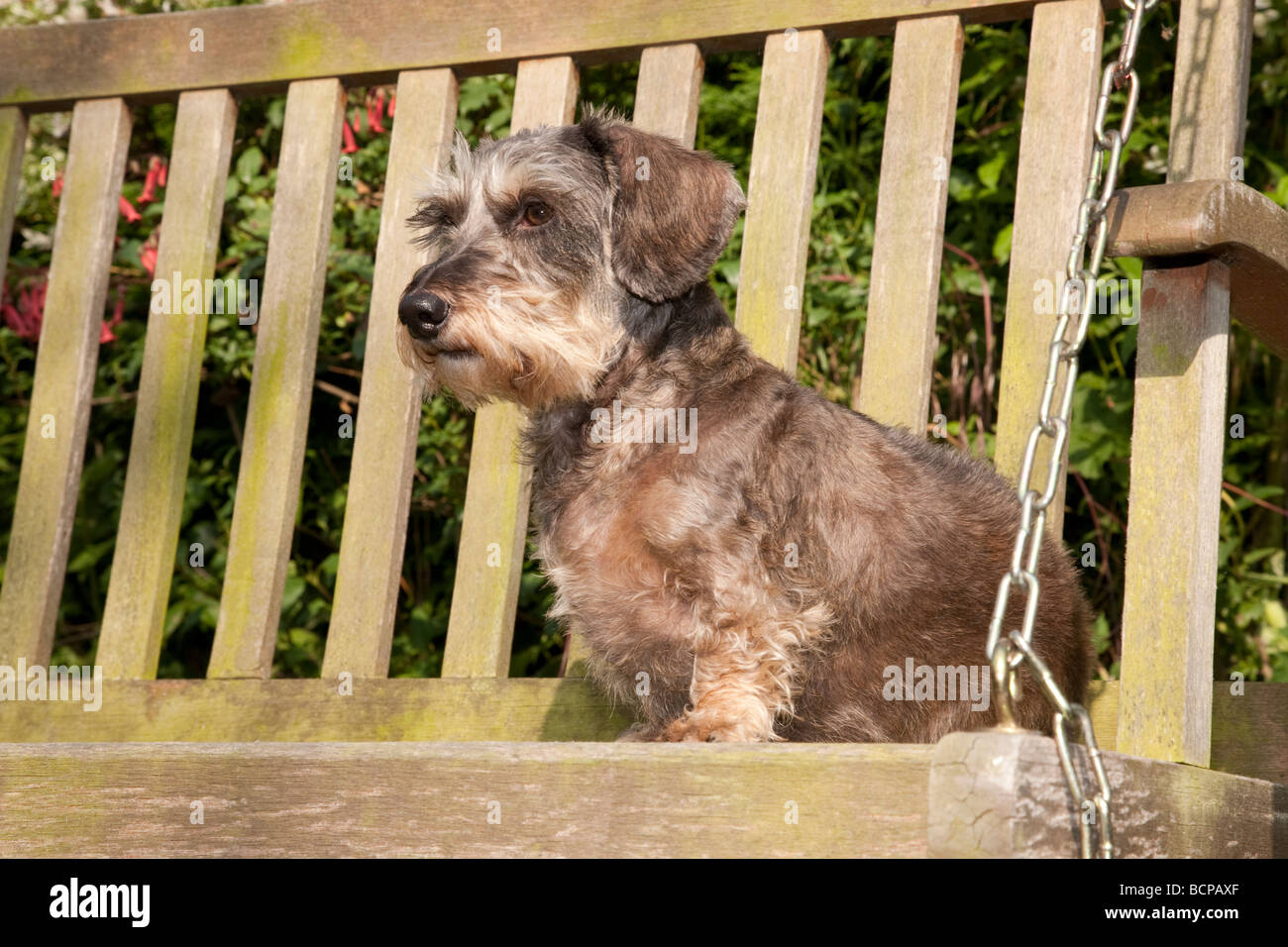 Miniature Wire Haired Dachshund dog sitting on a garden bench swing ...