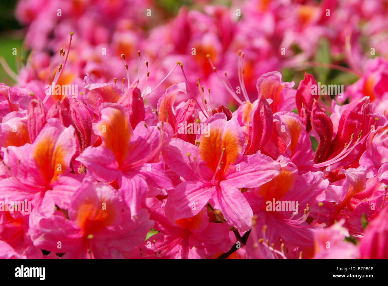Azalea garten hi-res stock photography and images - Alamy