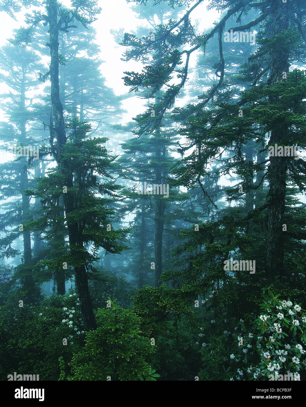Forest in Baimang Snow Mountain, Deqin County, DiQing Tibetan ...