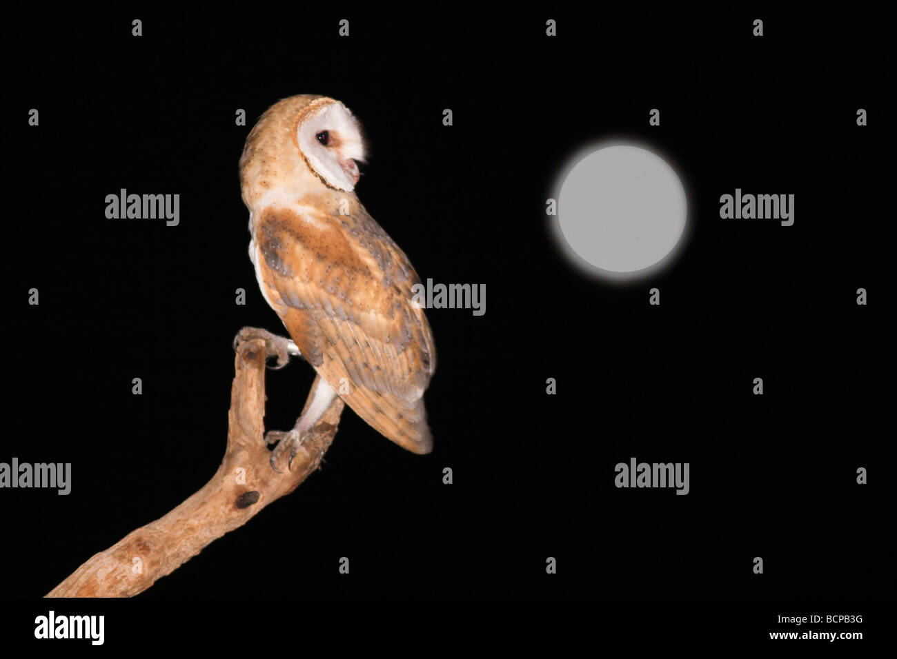 Barn Owl Tyto alba Israel full moon in the background Summer July 2009 ...