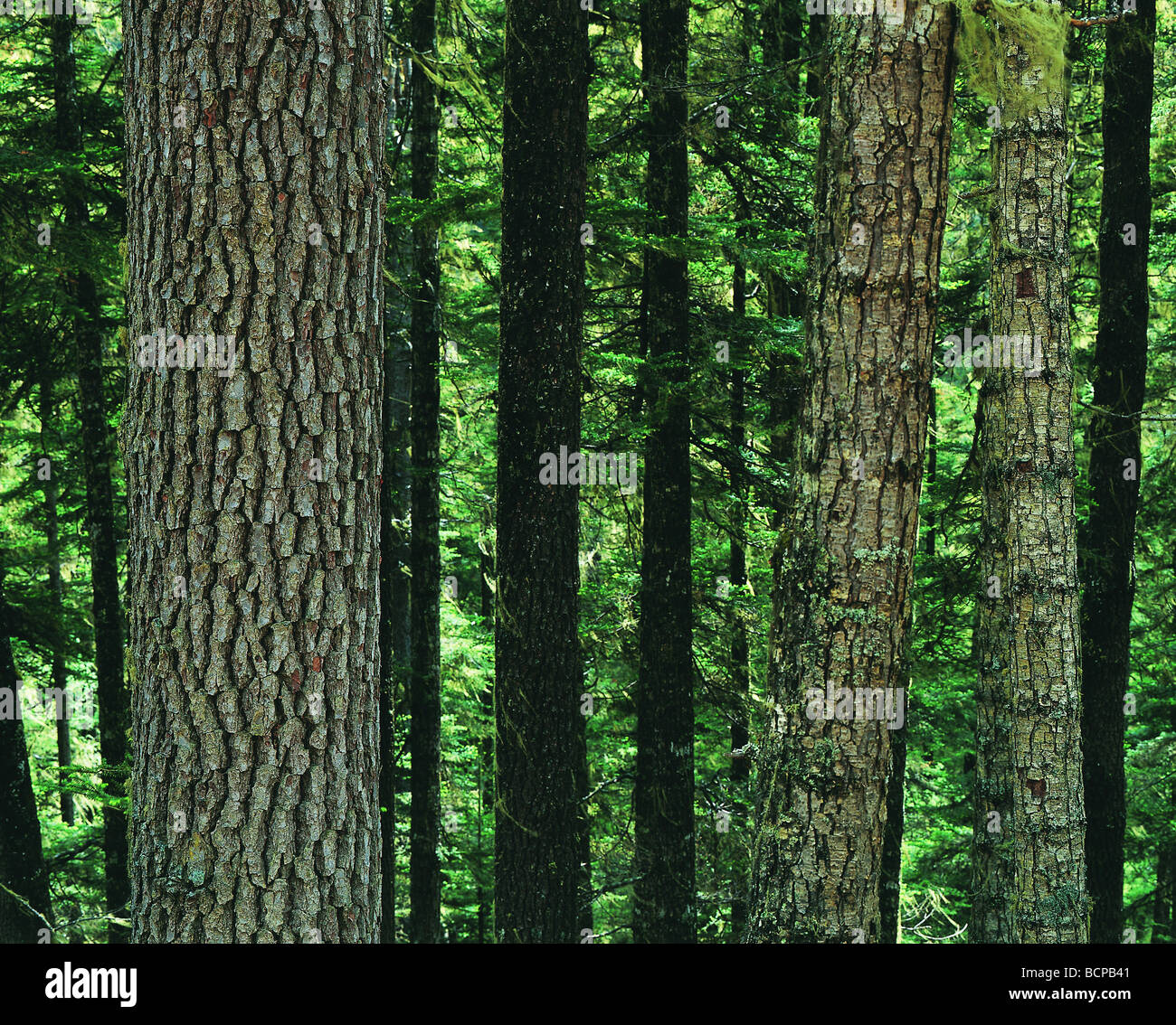 Bama county hi-res stock photography and images - Alamy