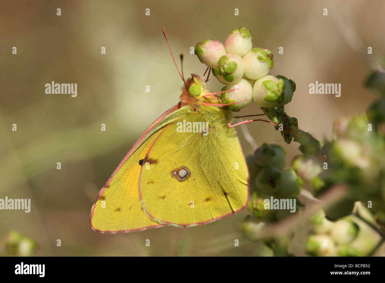 Dark Clouded Yellow or Common Clouded Yellow Colias croceus Stock Photo ...