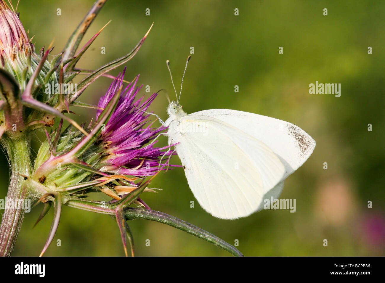 Small White Pieris rapae Stock Photo - Alamy