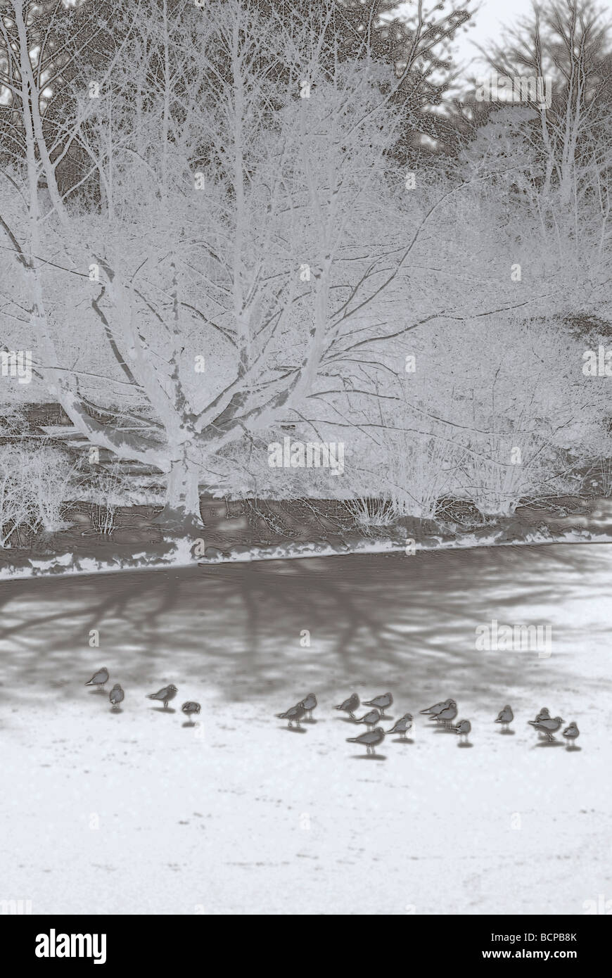 Iced over pond hi-res stock photography and images - Alamy