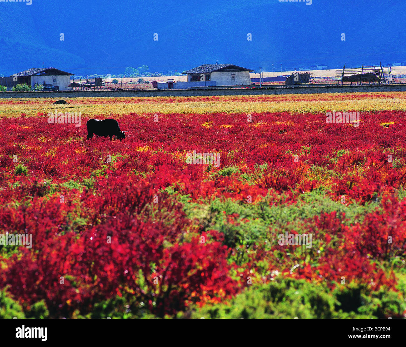 Splendid landscape and Branchy Euporbia Root of Napahai Lake, Shangri ...
