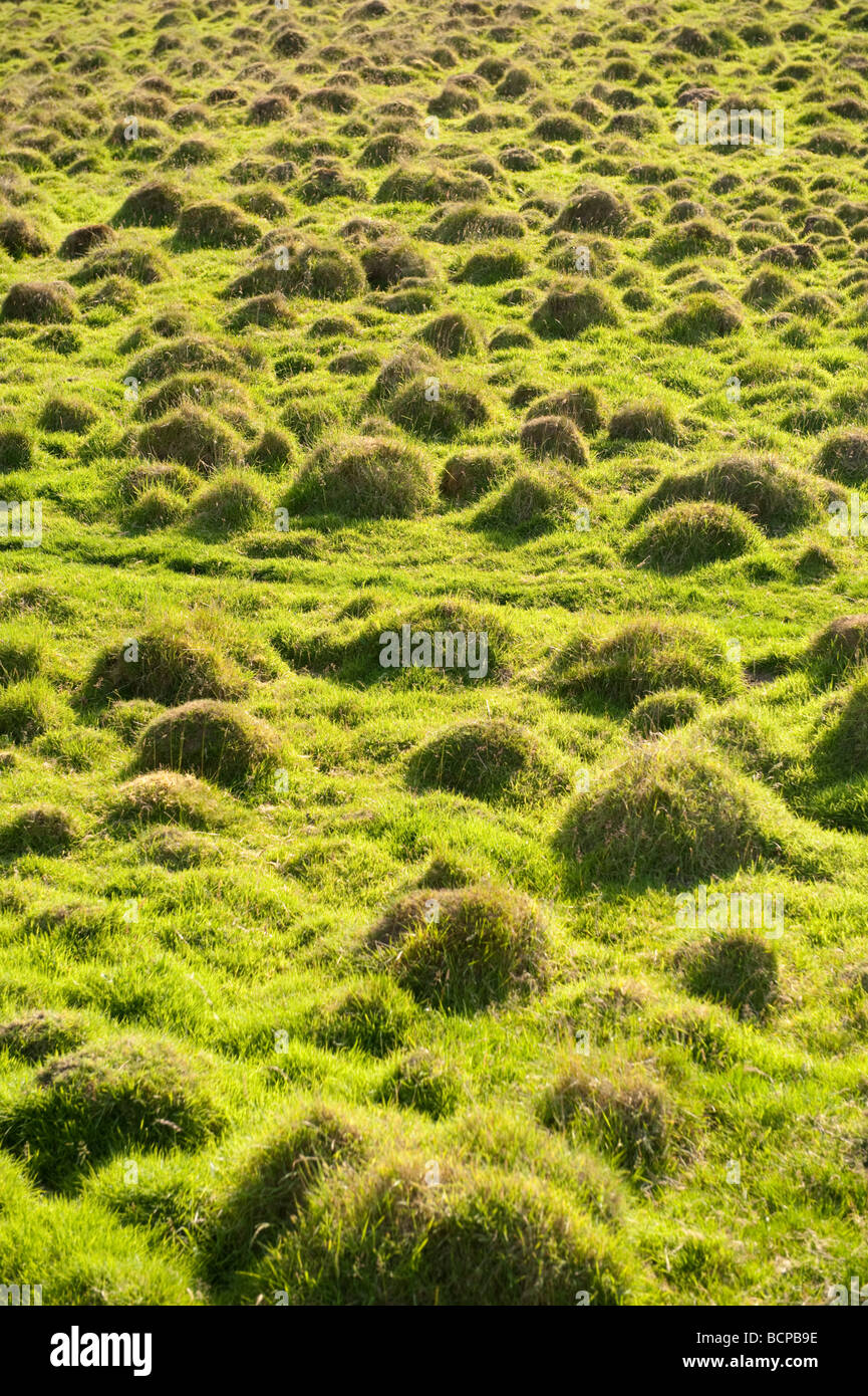 Tussocks hi-res stock photography and images - Alamy