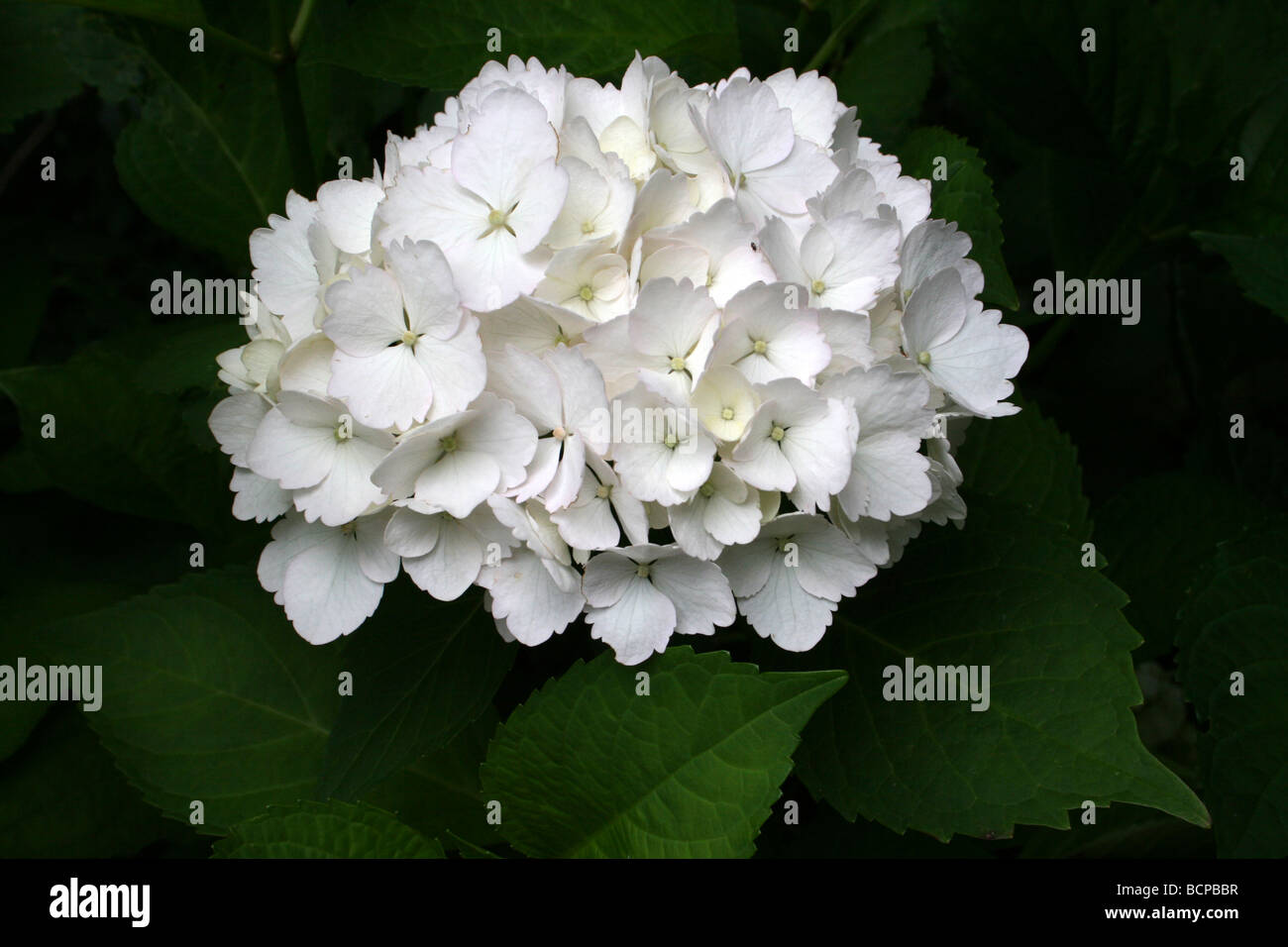 Hydrangea garden hydrangea garden border hi-res stock photography and ...