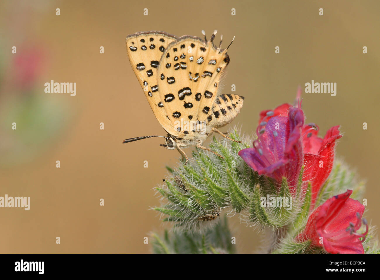 Vivid markings hi-res stock photography and images - Alamy