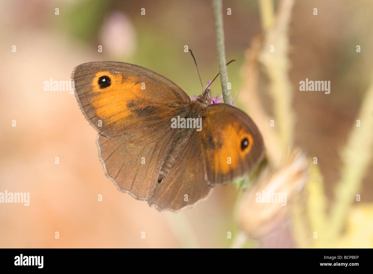 meadow brown Maniola telmessia Israel Stock Photo - Alamy