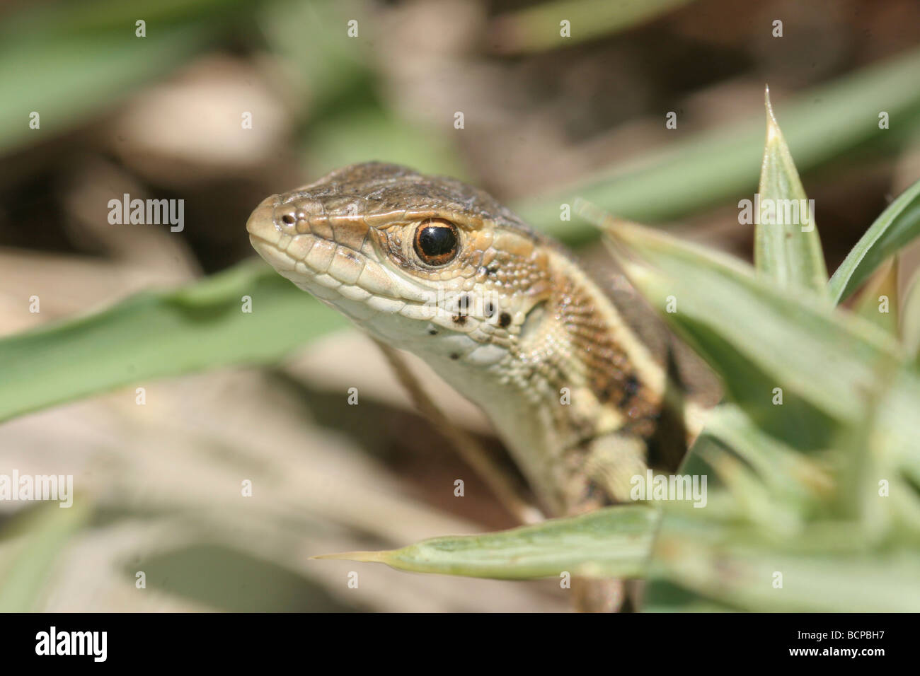 Snake eyed Lizard Ophisops elegans Israel Stock Photo - Alamy