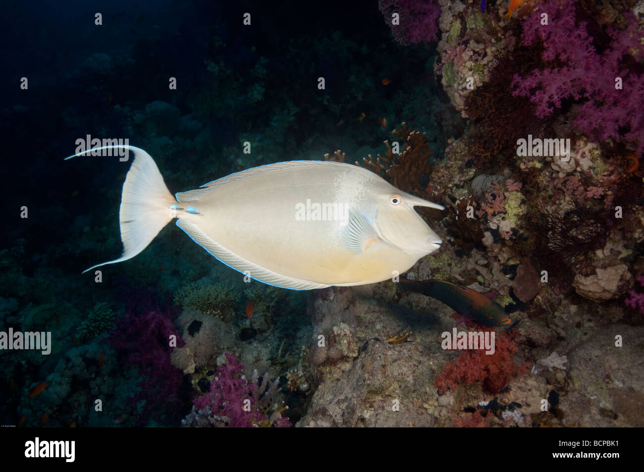 Unicorn fish hi-res stock photography and images - Alamy