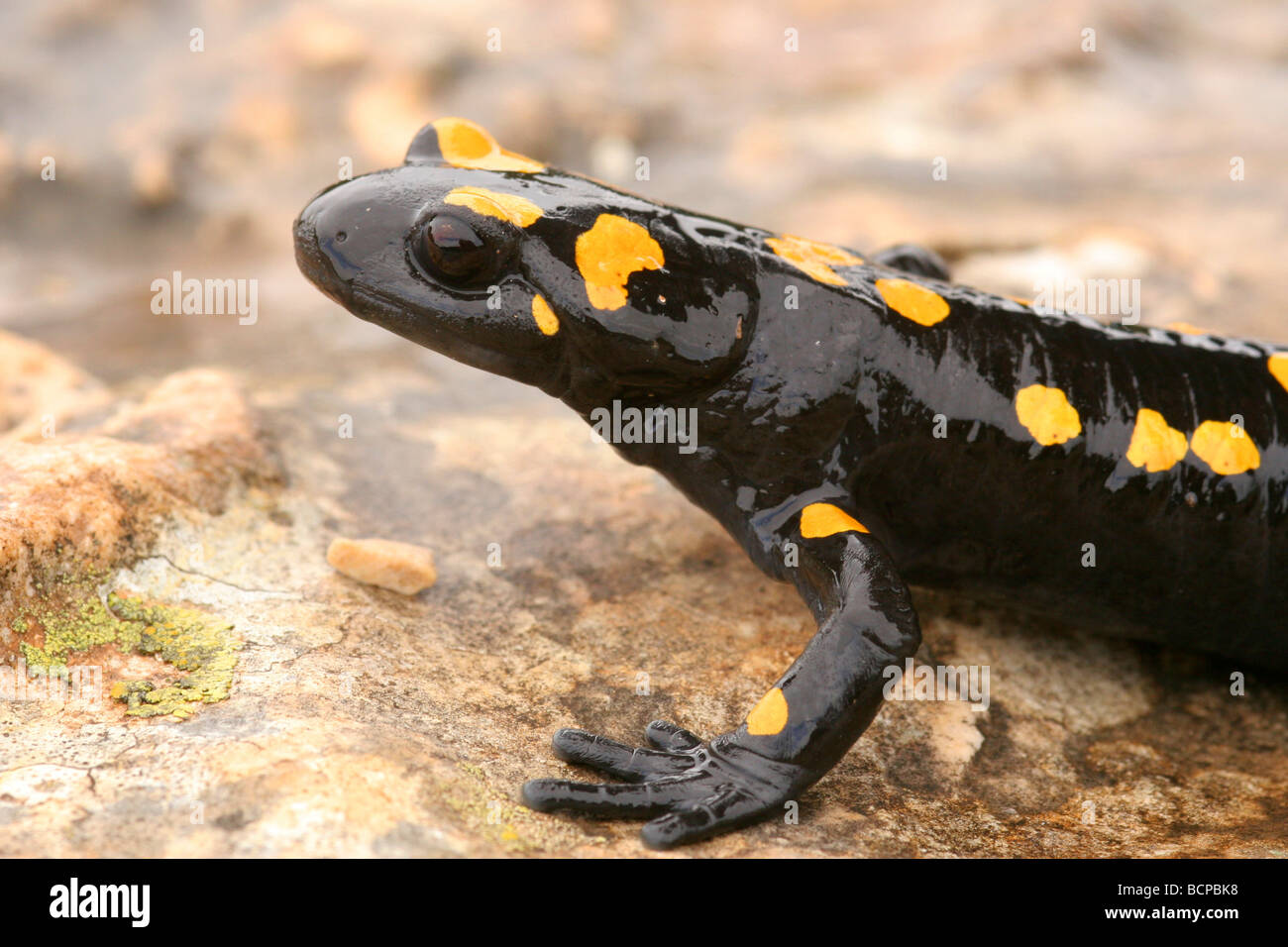 Fire salamander salamandra salamandra israel hi-res stock photography ...