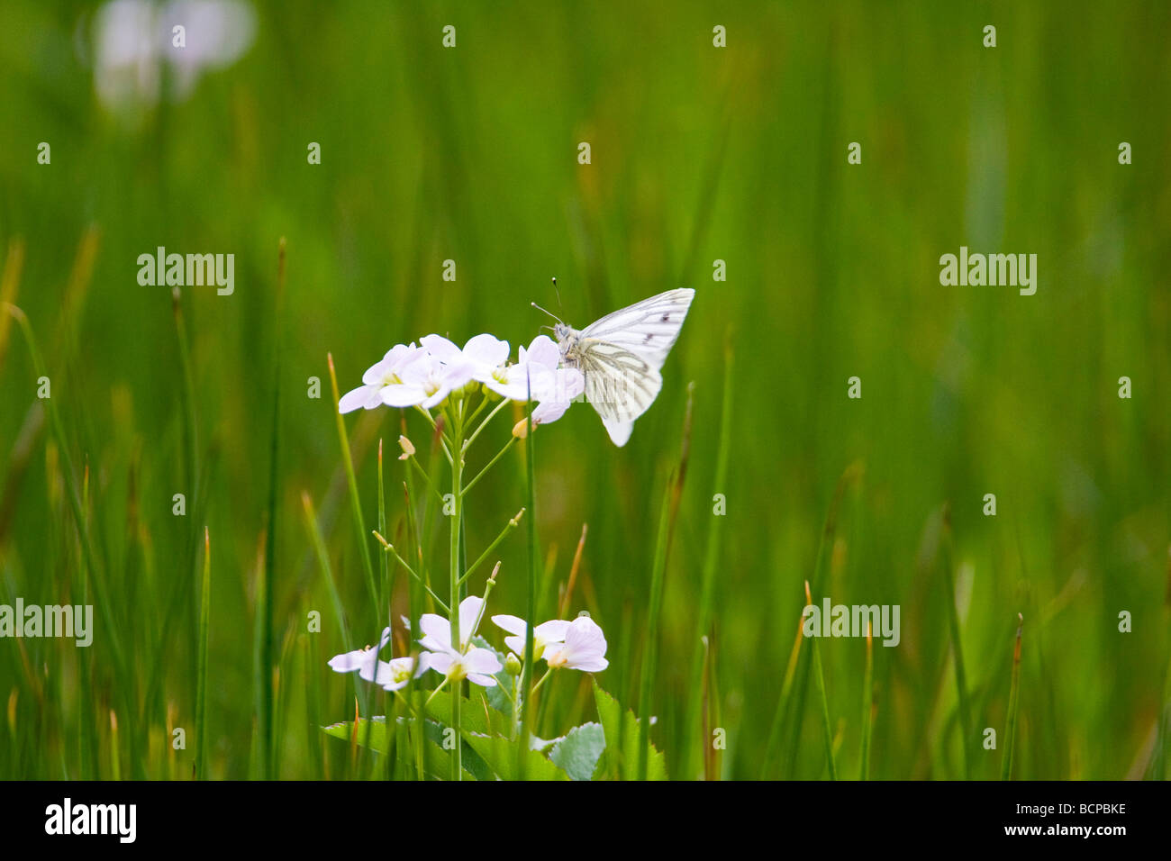 Scottish butterfly hi-res stock photography and images - Alamy