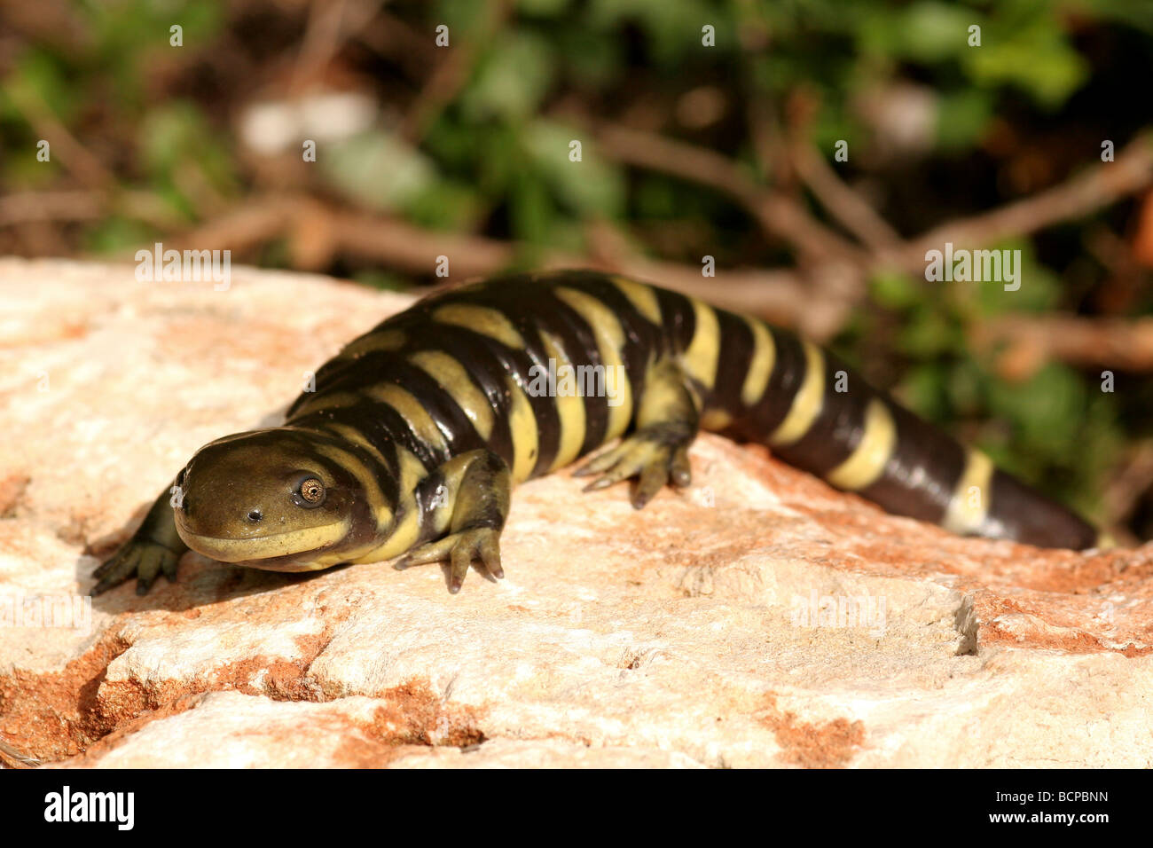 Barred Tiger Salamander Ambystoma mavortium Stock Photo - Alamy