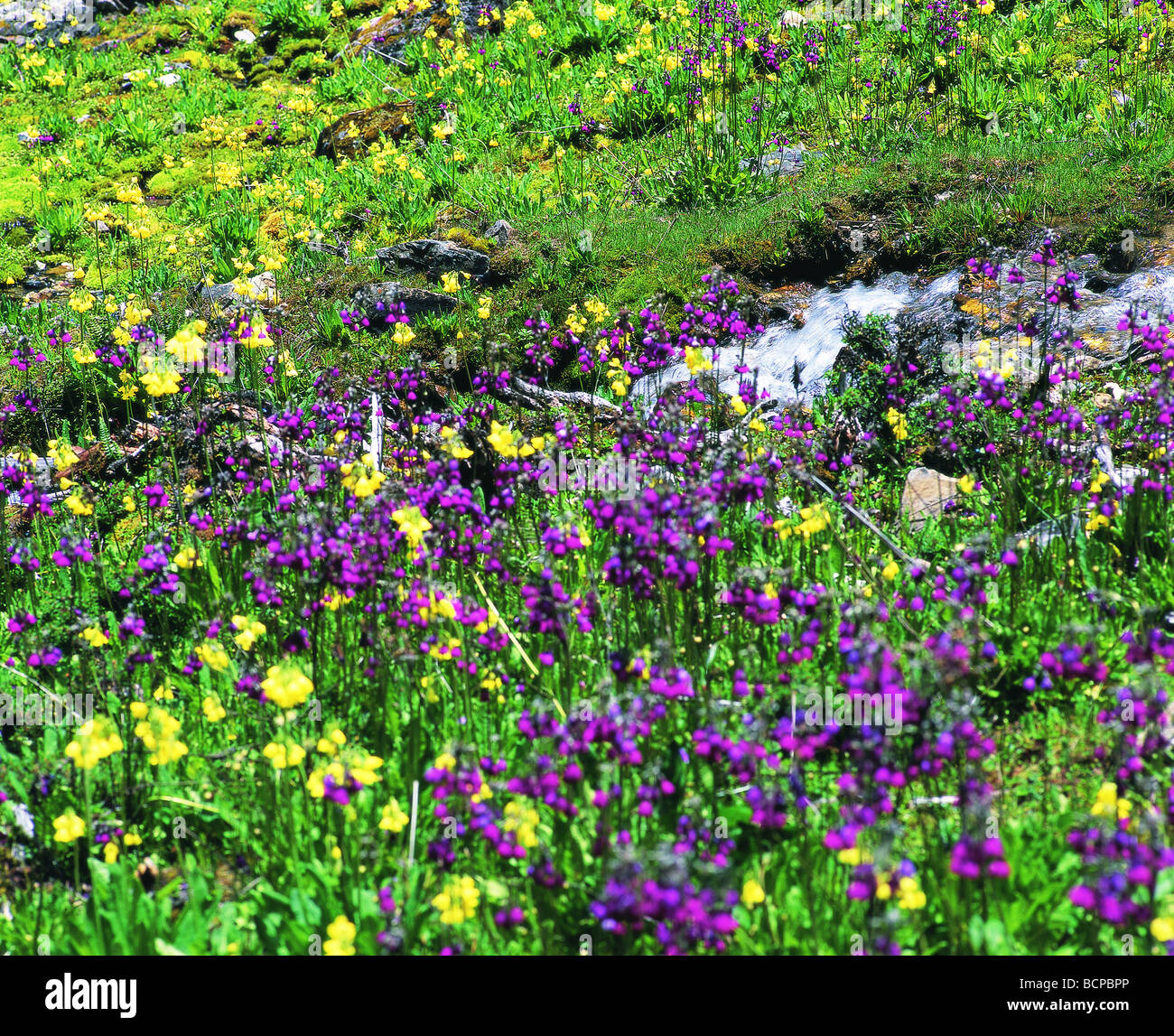 Wild flowers on the Baimang Snow Mountain, Deqin County, DiQing Tibetan ...