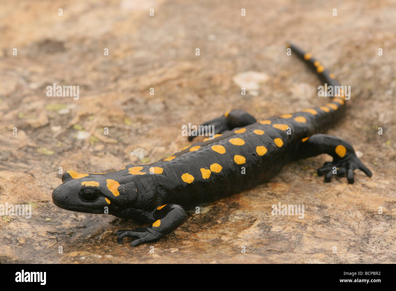 Salamandra salamandra amphibian hi-res stock photography and images - Alamy