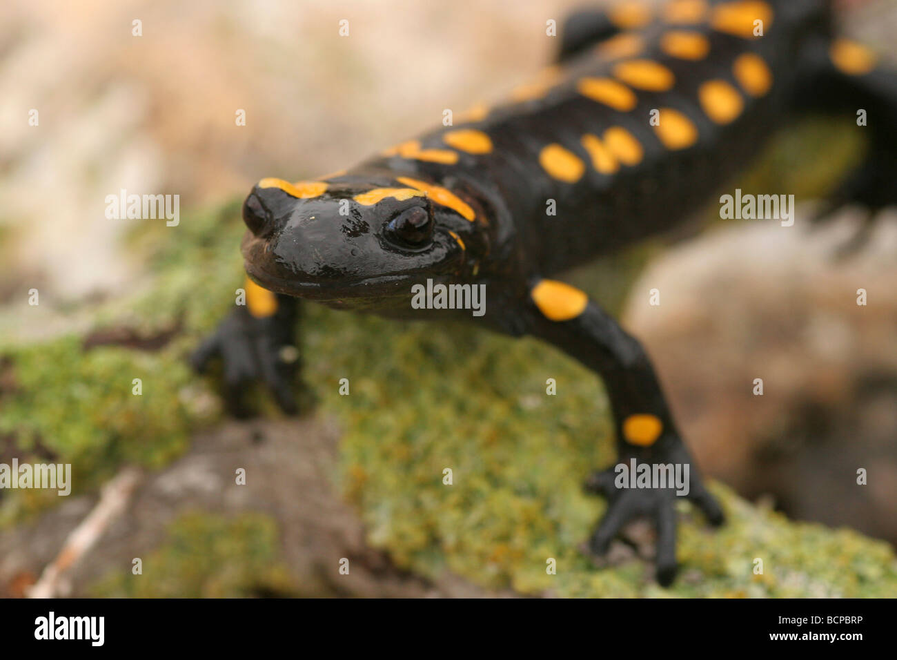 Fire salamanders salamandra salamandra hi-res stock photography and ...