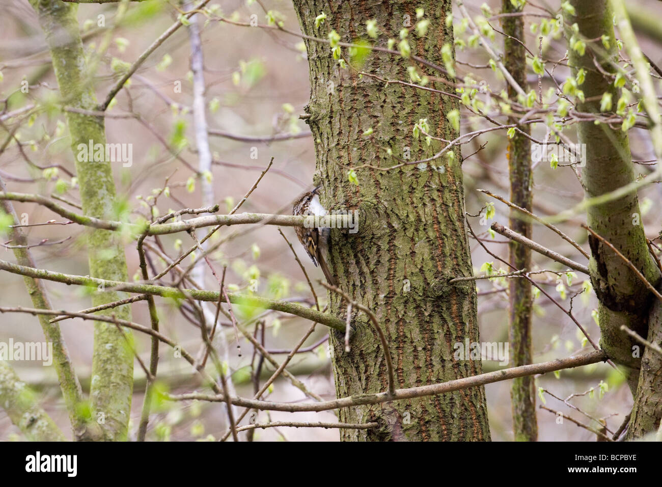 Treecreeper on bark hi-res stock photography and images - Alamy