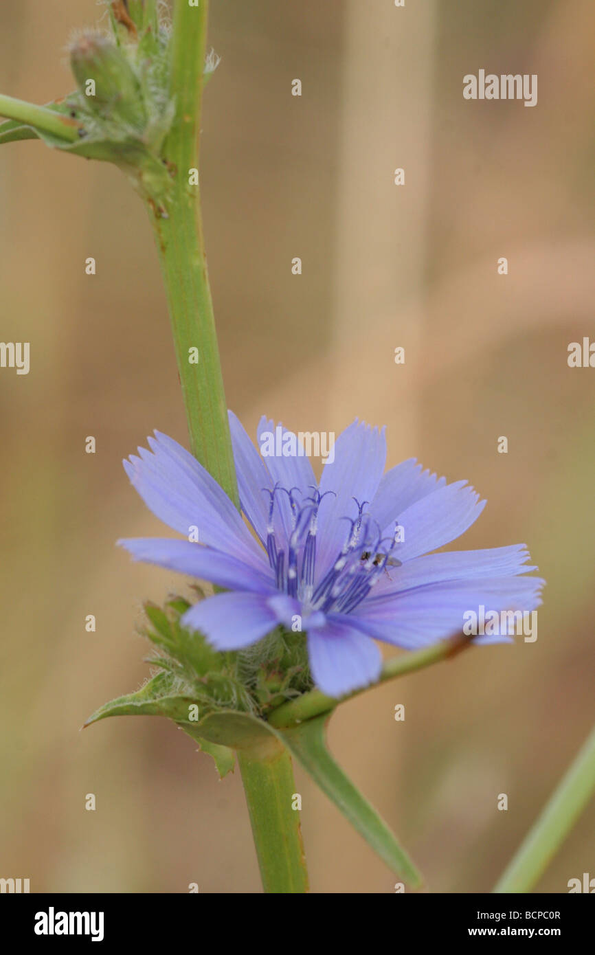 Common chicory Cichorium intybus Stock Photo - Alamy