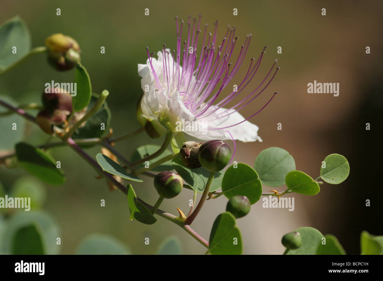 Capparis spinosa hi-res stock photography and images - Alamy