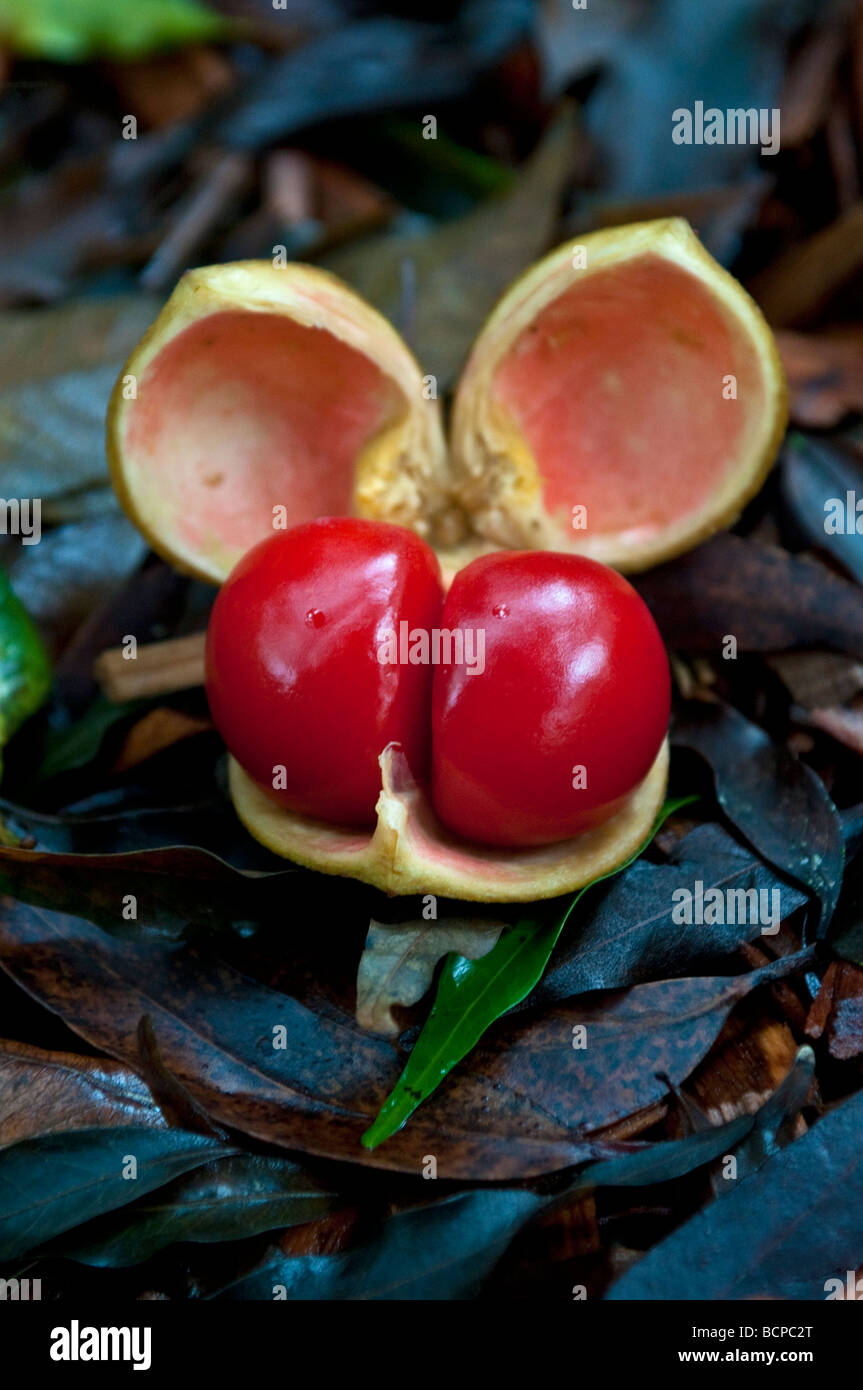 Fruit of Small leaved Tamarind or Diploglottis campbellii Stock Photo ...