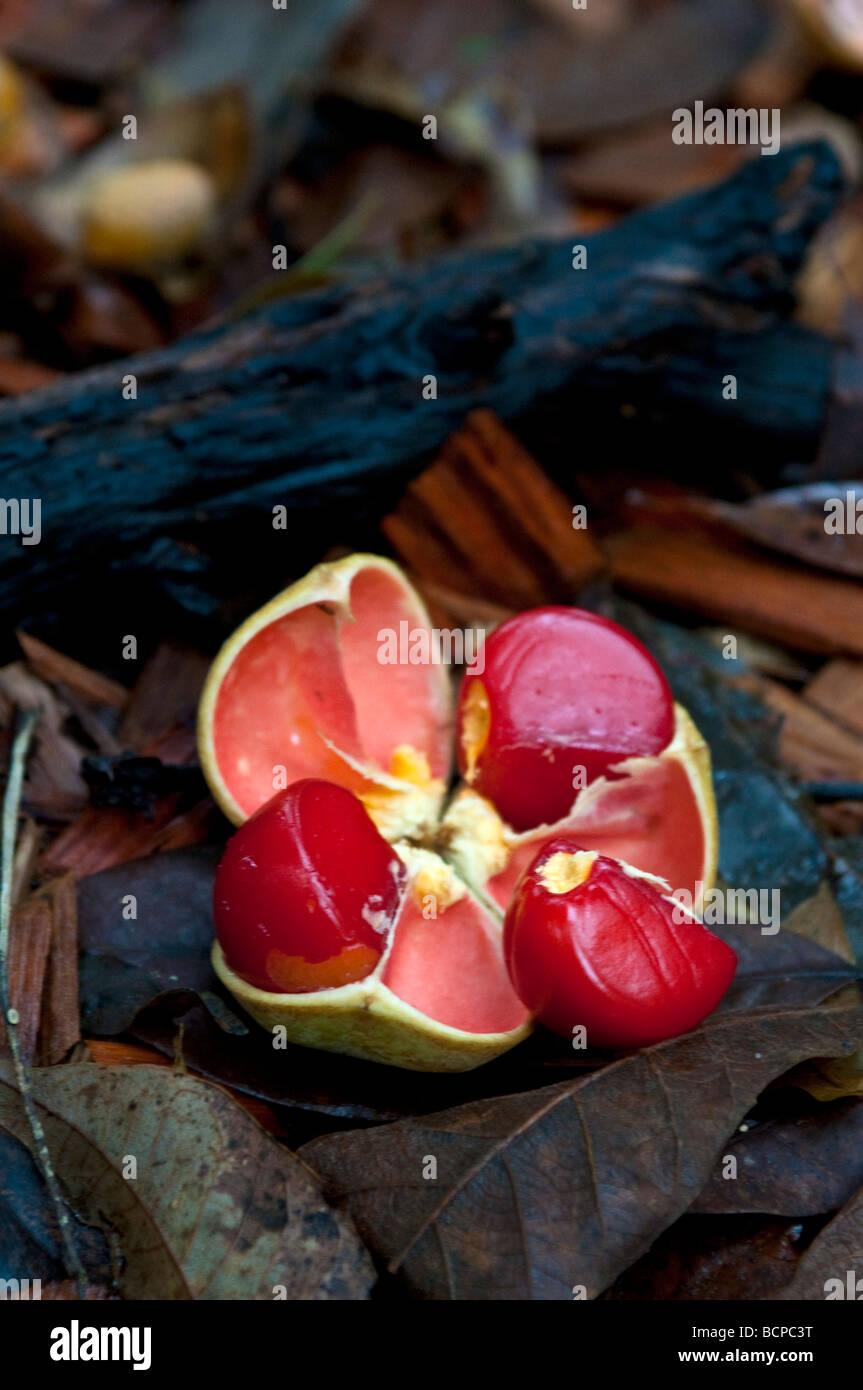Fruit of Small leaved Tamarind or Diploglottis campbellii Stock Photo ...