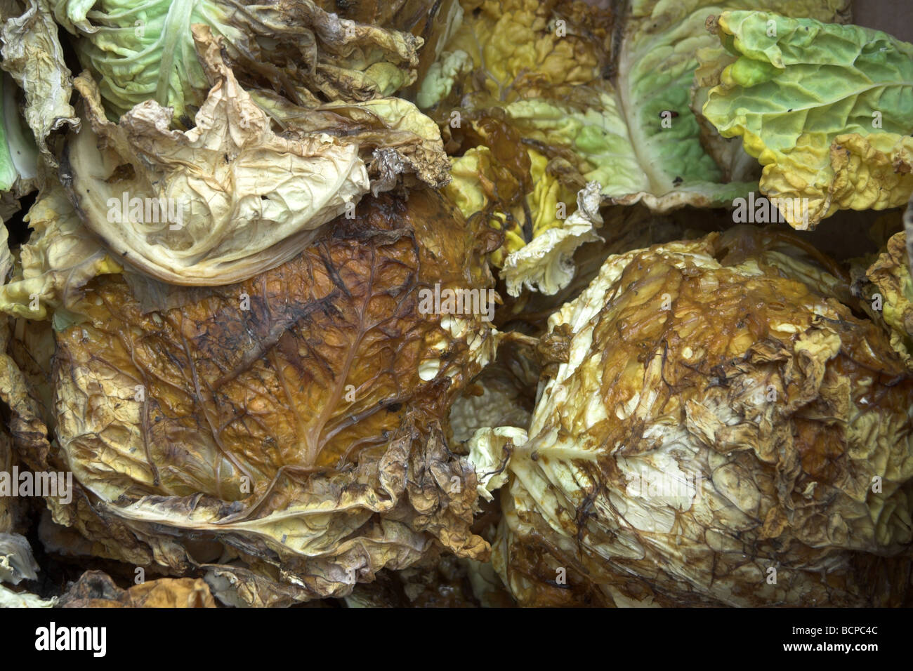 Rotting cabbage hi-res stock photography and images - Alamy
