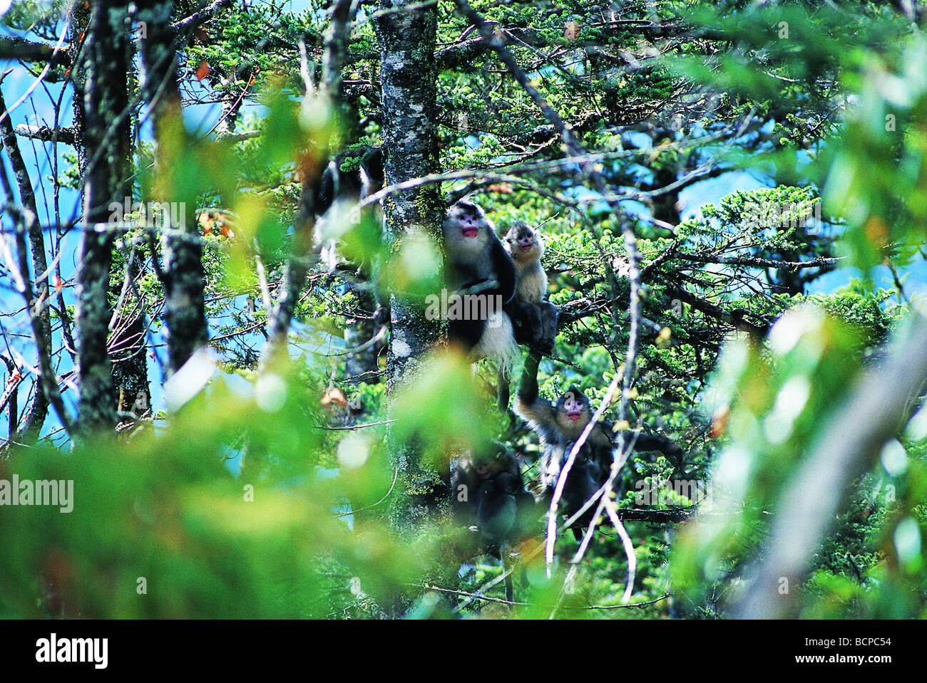 Golden Snub-nosed Monkey sitting on a branch, in Baimang Snow Mountain ...