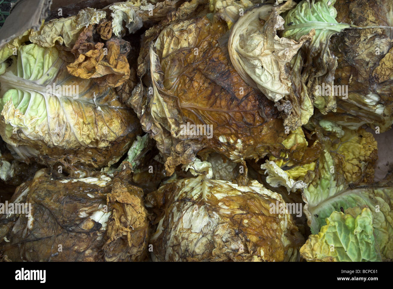 Cabbages rotting in box Stock Photo - Alamy