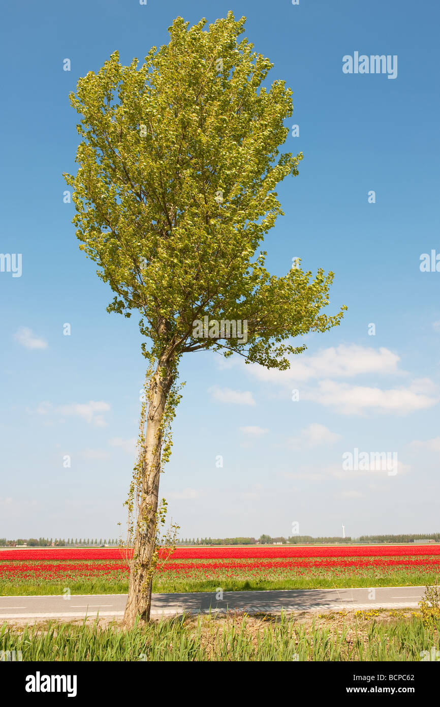 Tree in landscape with flowerbulbs Stock Photo - Alamy