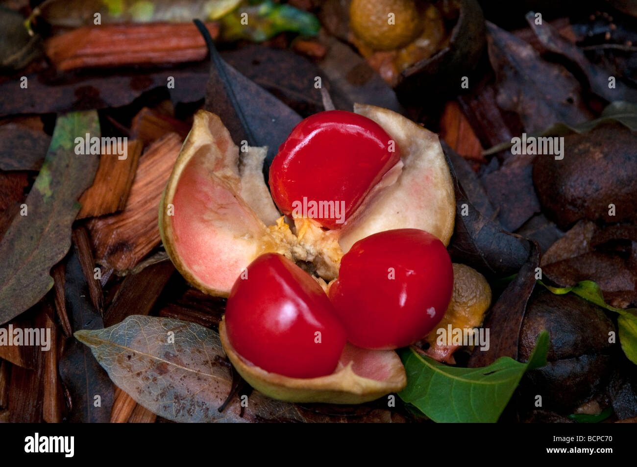 Fruit of Small leaved Tamarind or Diploglottis campbellii Stock Photo ...