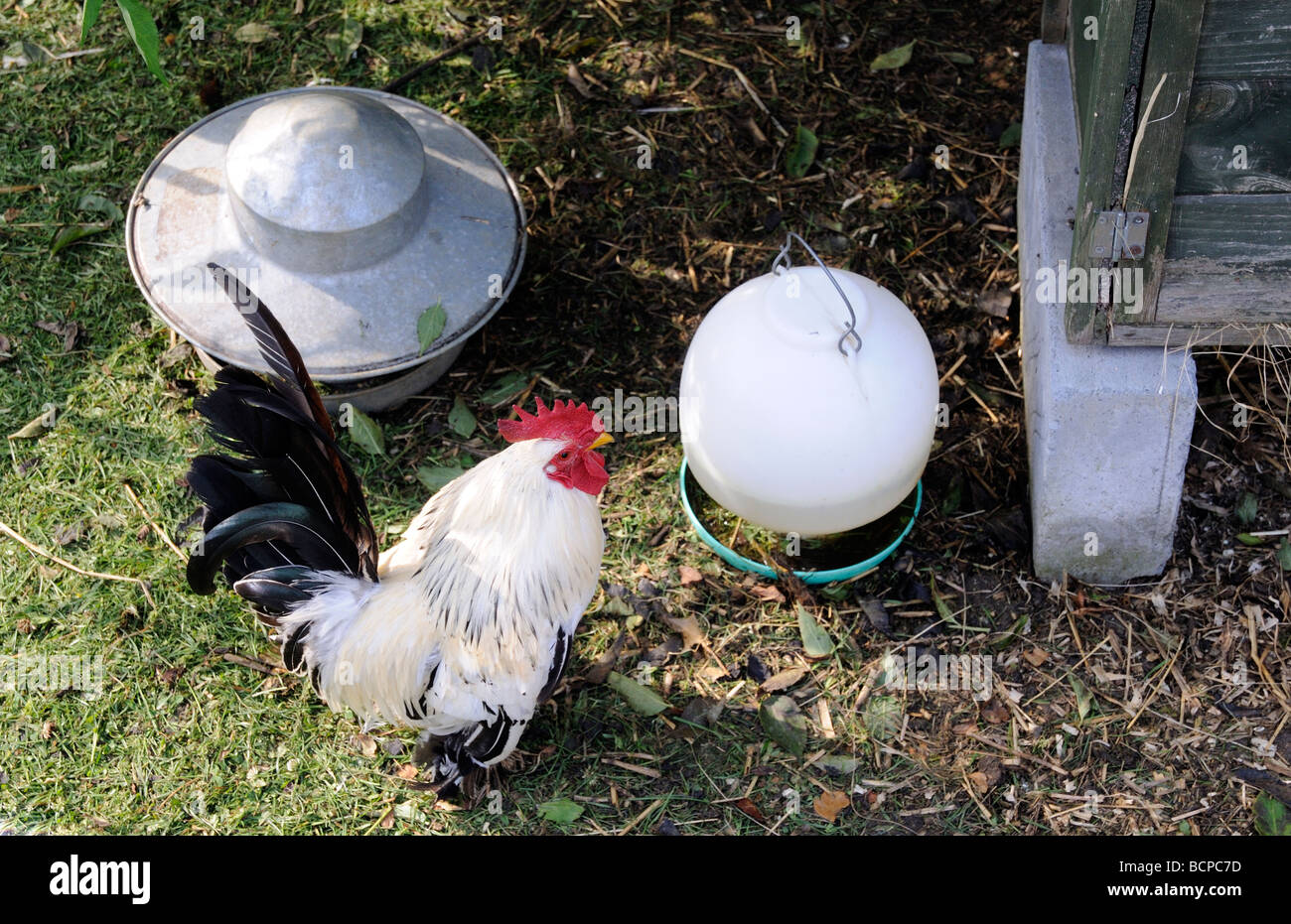White bearded Belgian Bantam cockerel in a chicken coup Stock Photo - Alamy