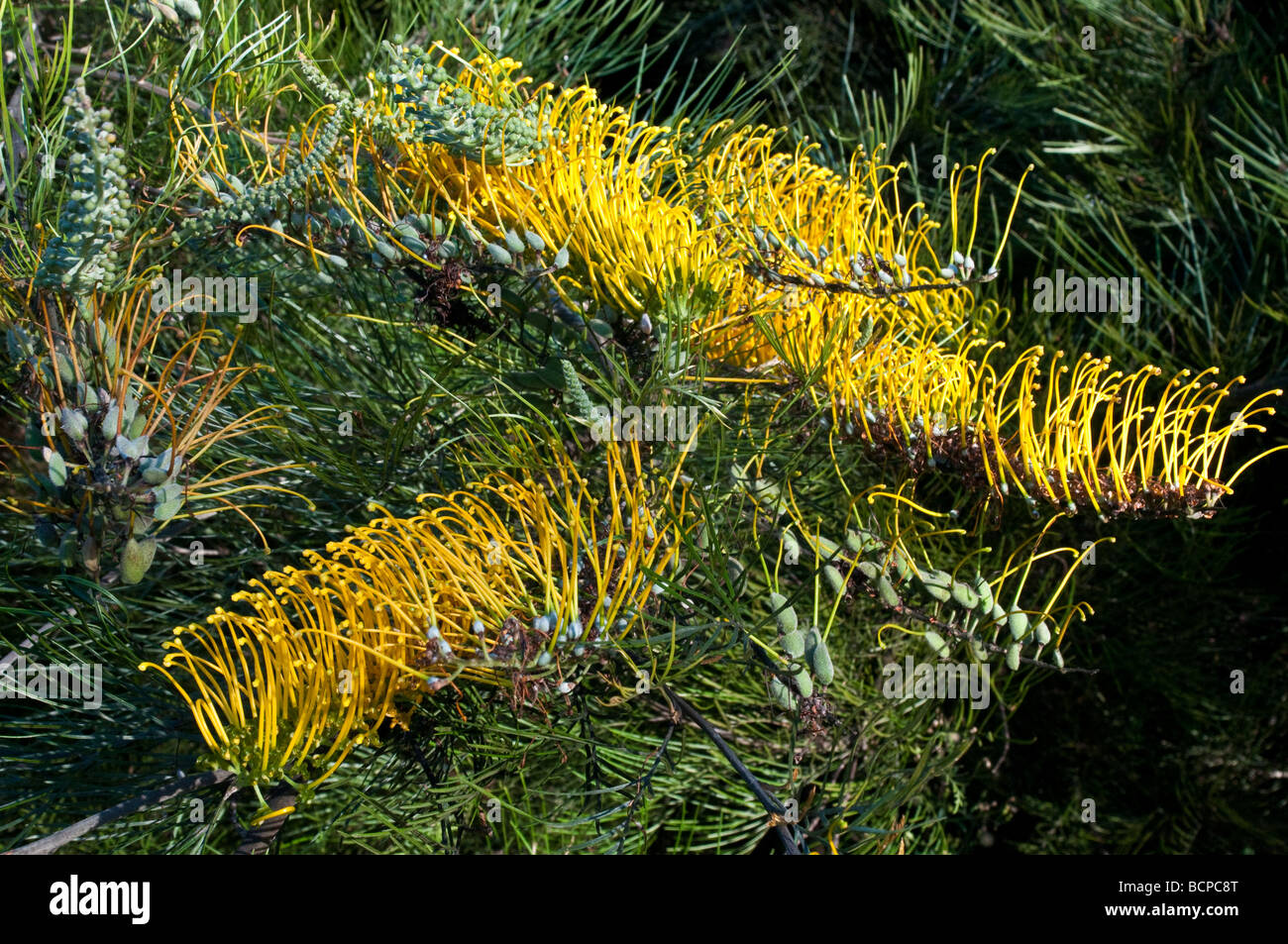 Grevillea Tree High Resolution Stock Photography and Images - Alamy