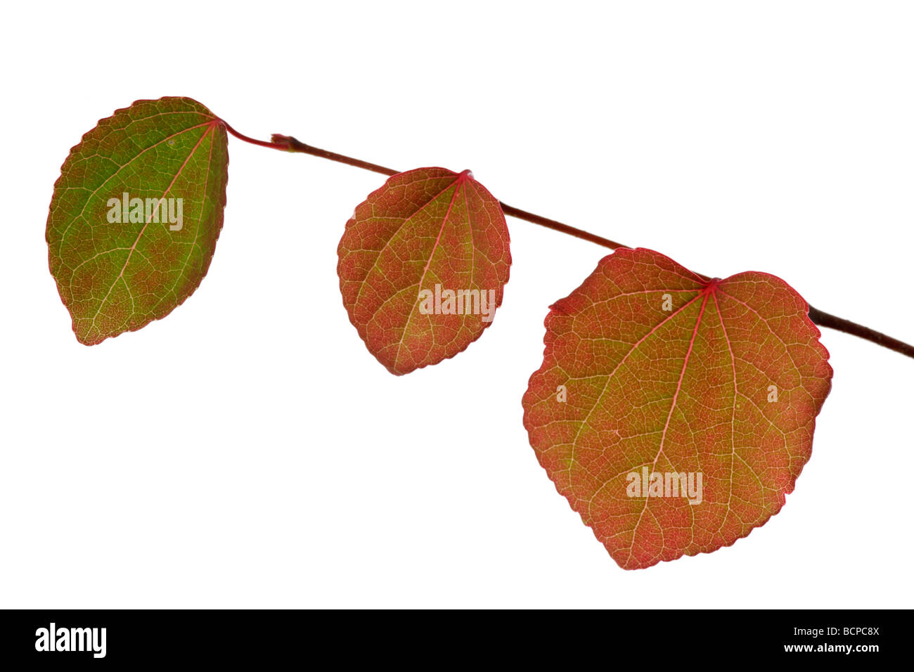 Judas tree Cut Out Stock Images & Pictures - Alamy