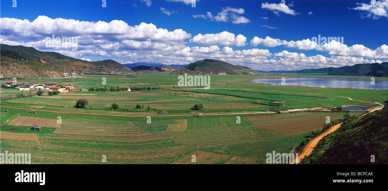 Dramatic landscape of Napahai Lake in summer, Shangri-la County, DiQing ...