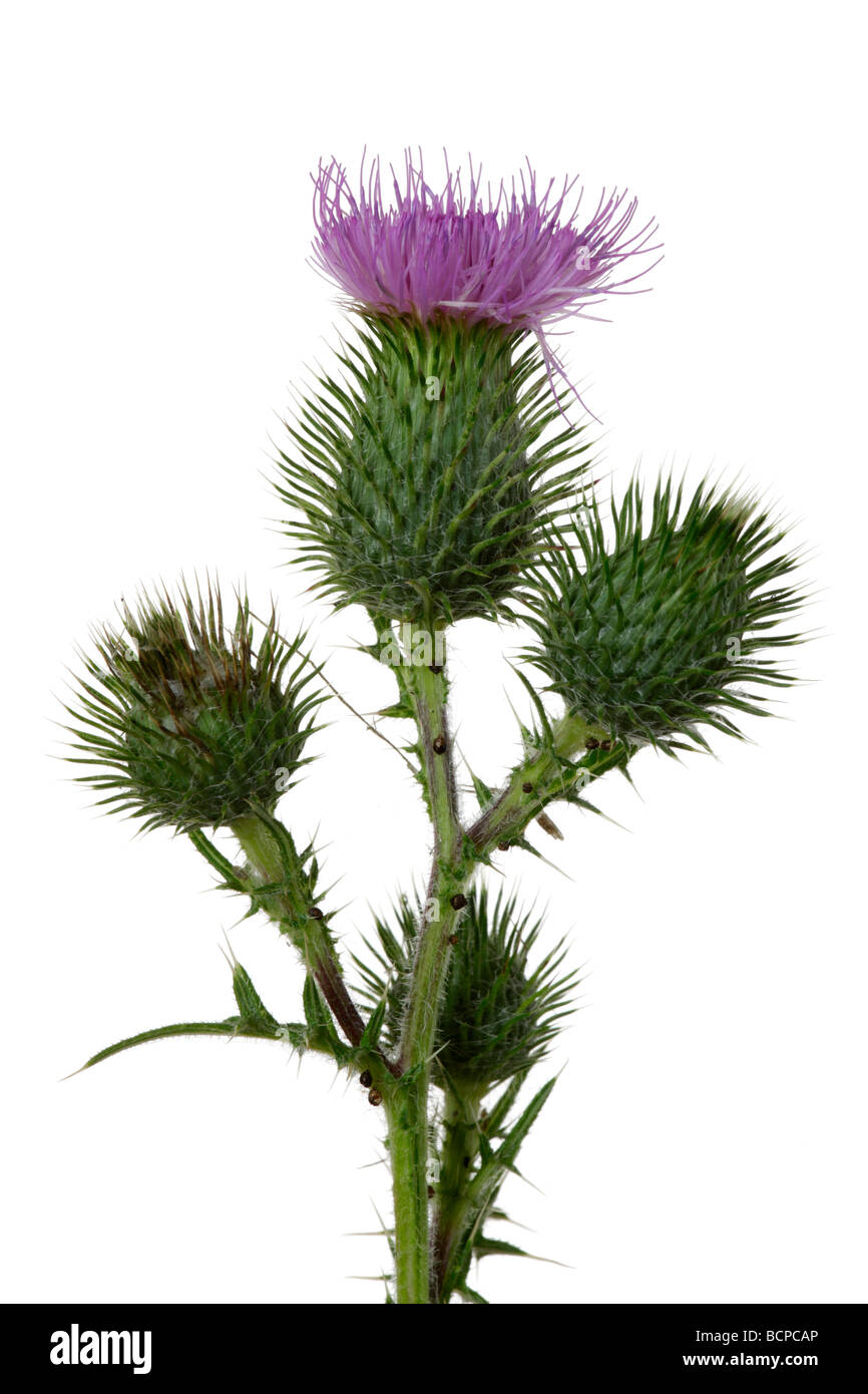 Thistle flower and buds Stock Photo - Alamy