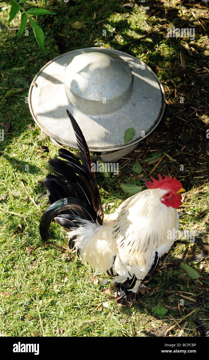 White bearded Belgian Bantam cockerel in a chicken coup Stock Photo - Alamy