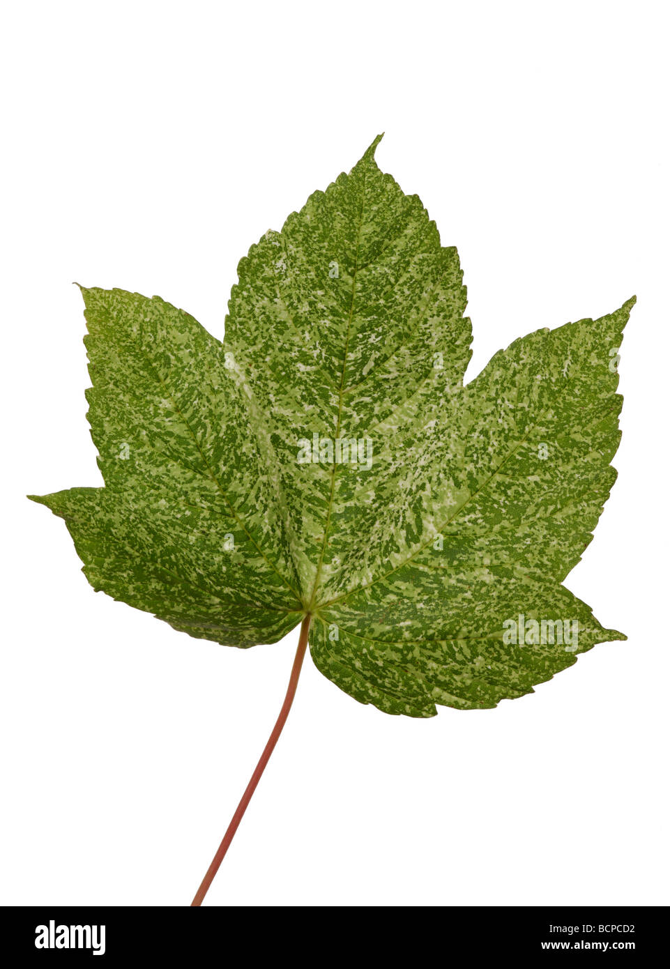 Maple Leaf variegated Stock Photo - Alamy